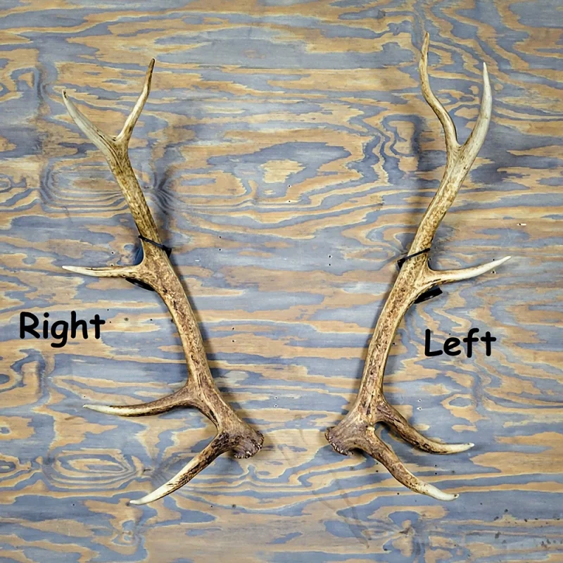 Invisible Elk Antlers Shed Wall Mount – Invisible Shed Antler Displays